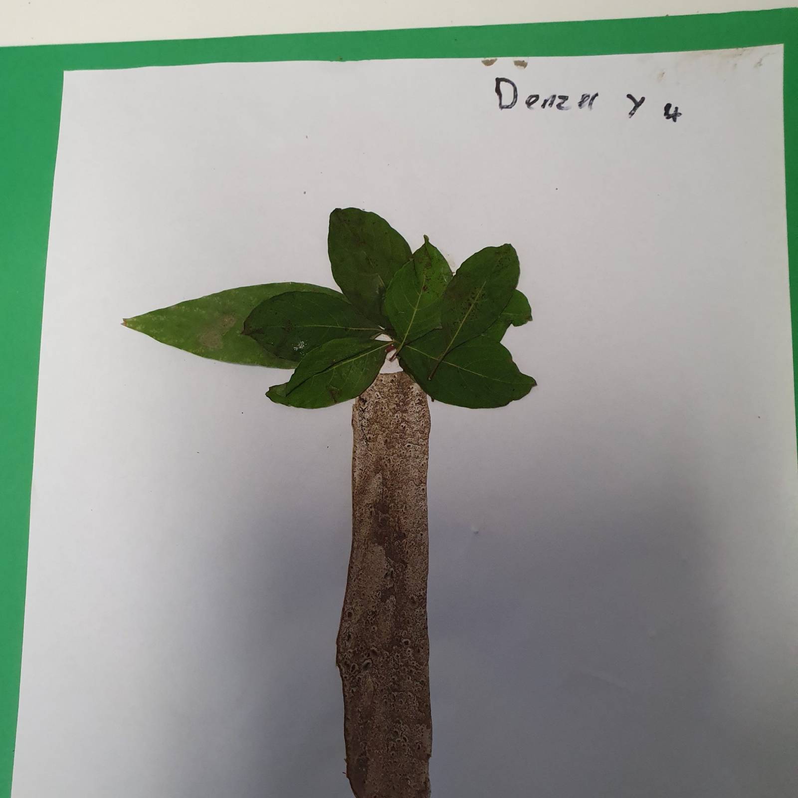 Bing Dong Dang Tree - Kids Care About Climate Change 2021