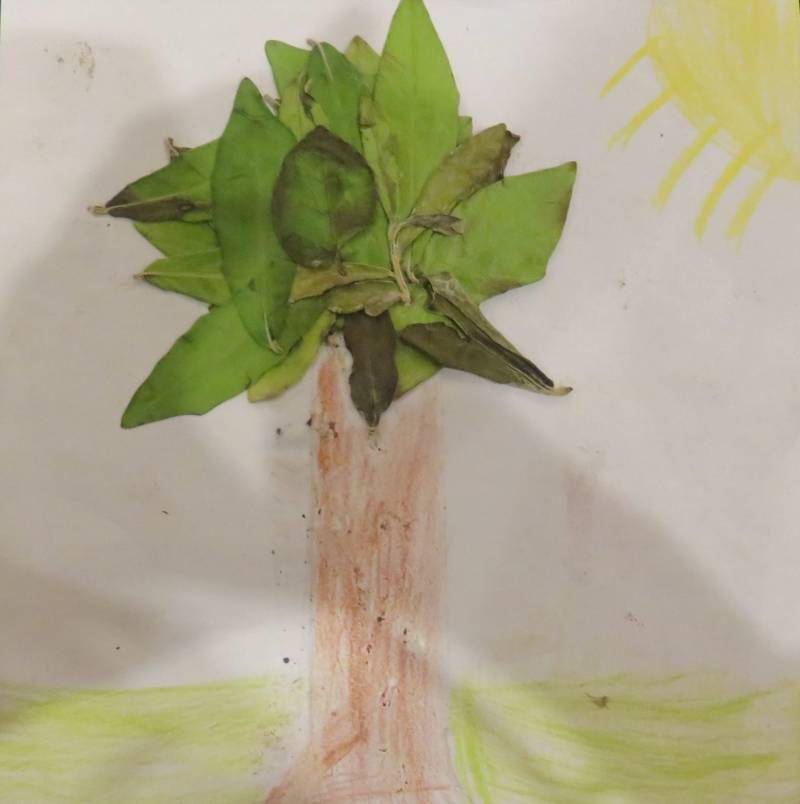 Lotus Tree - Kids Care About Climate Change